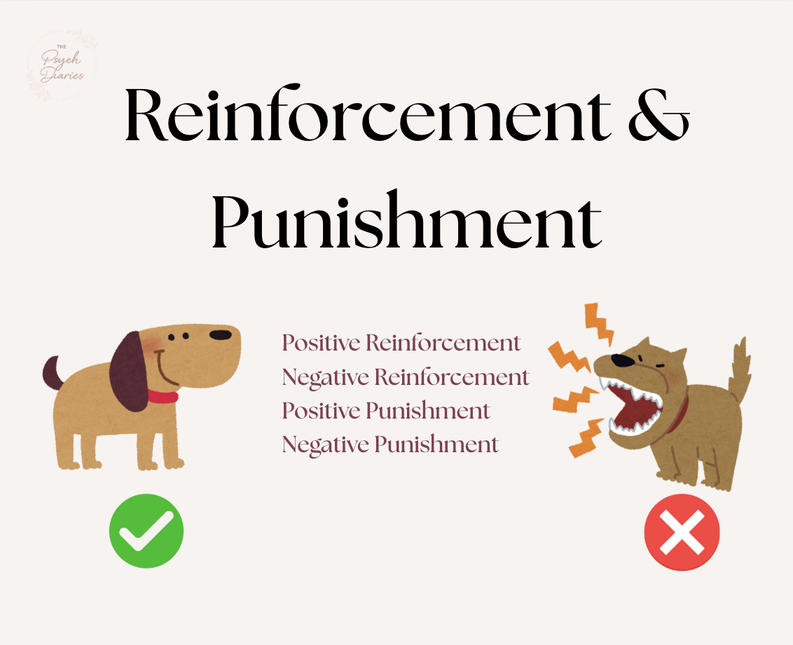 Reinforcement and Punishment Practice (With Answers) – The Psych Diaries